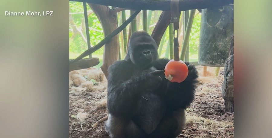 WATCH: Lincoln Park Zoo animals chill out with cool treats during heat wave