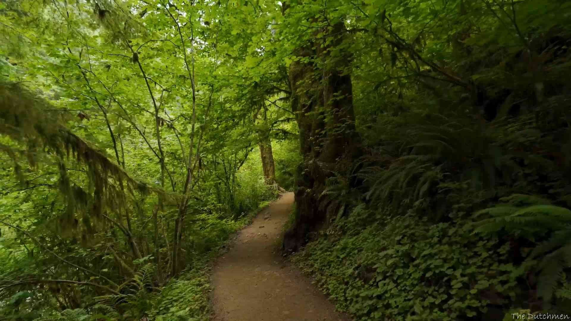 Silver Falls State Park (4K) – Oregon's Ultimate Waterfall Hike