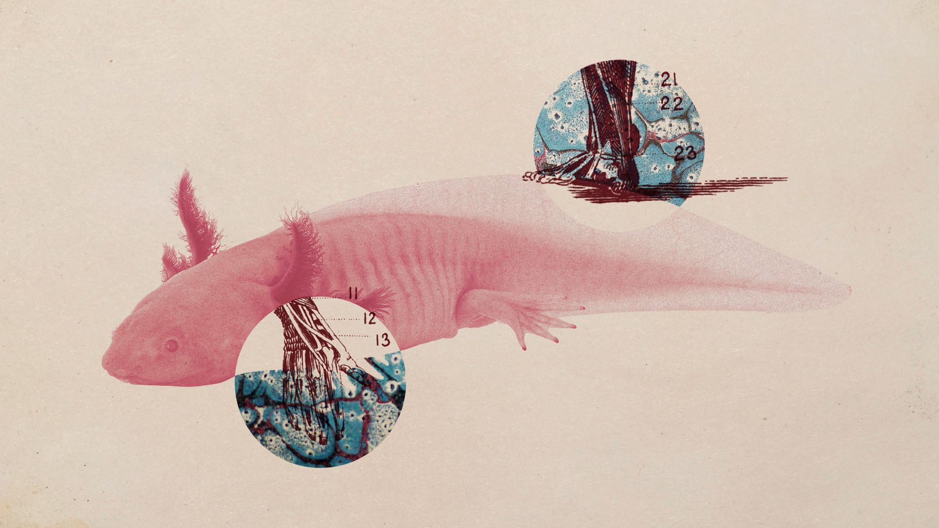 Scientists want to regrow human limbs. Salamanders could lead the way.