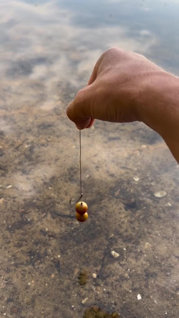 Viral Carp Rig Setup Best Fishing Montage to Reel in the Views