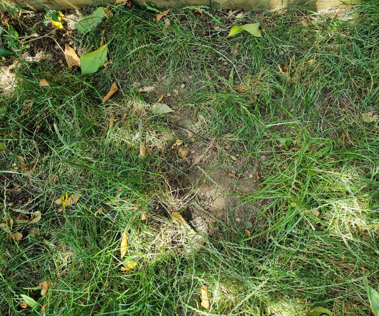 Is laying turf over grass a clever lawn hack or a waste of time?