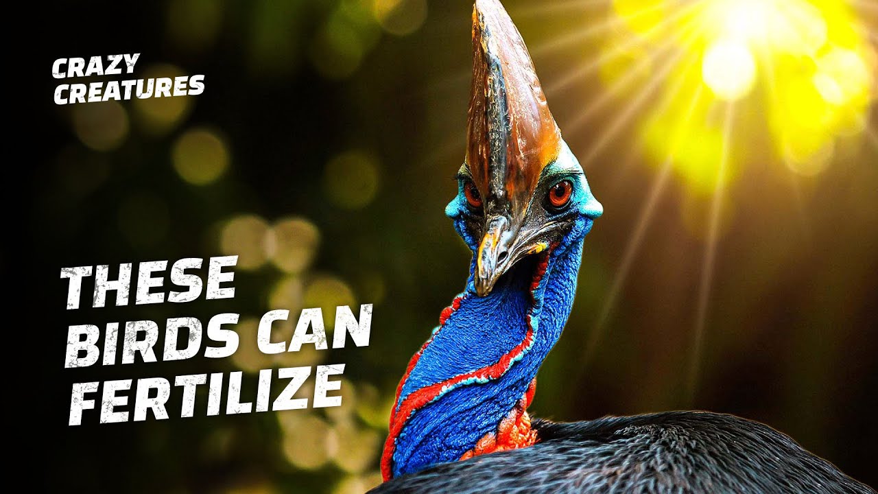 Top 5 Animals That Put Poo to Good Use