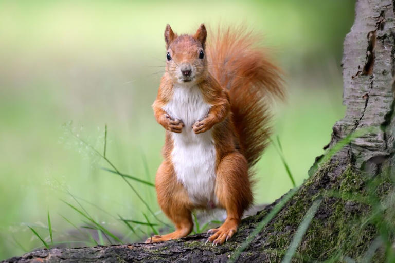 7 curiosidades interessantes sobre os esquilos