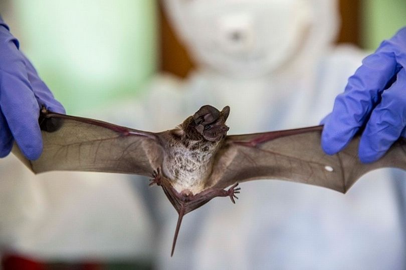 New bat viruses detected in China raise 'urgent concerns' for scientists