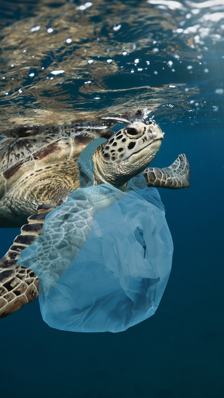 8 water animals that rarely ever come to land or above water level