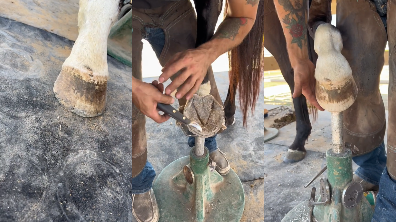 Farrier Work in Action – Hoof Care from Every Angle