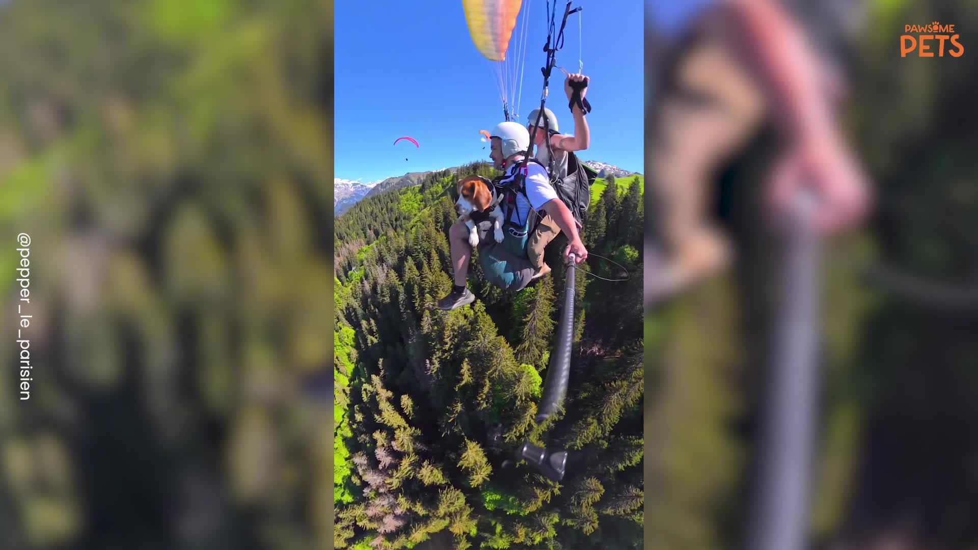 Incredible Dog Goes Paragliding