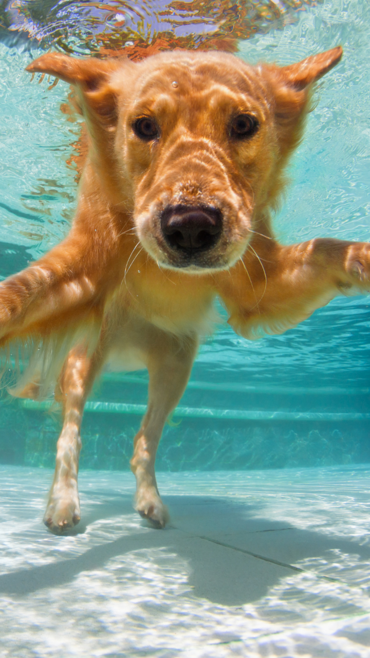 8 water animals that rarely ever come to land or above water level