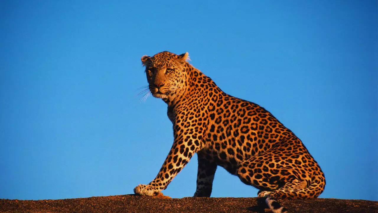 On a leopard trail: 5 places in India for a ‘guaranteed’ leopard sighting