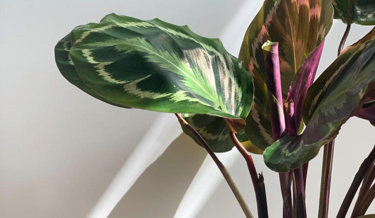Cuidados de la Calathea en Casa: Guía Completa con Soluciones y Trucos