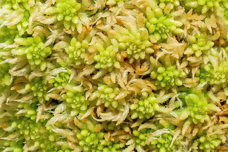 Beneficios, usos y cuidados del musgo en las plantas y el jardín