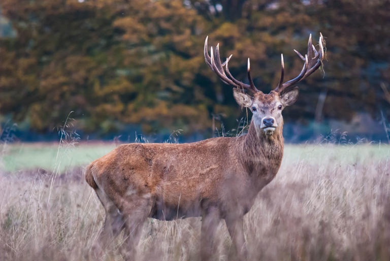 NY deer hunters may soon use smartphone tags instead of paper