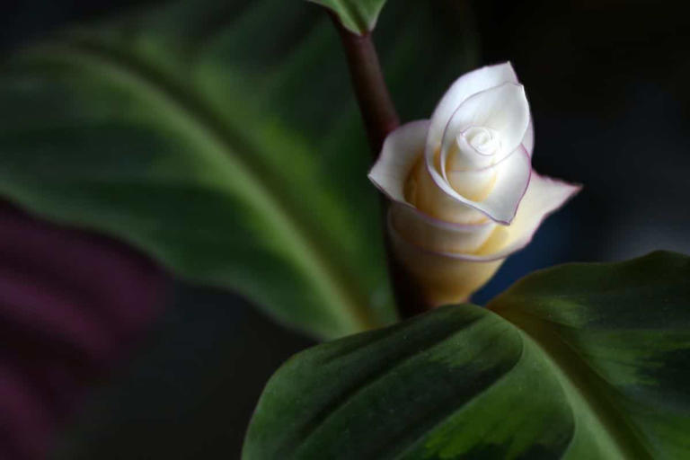 Cuidados de la Calathea en Casa: Guía Completa con Soluciones y Trucos