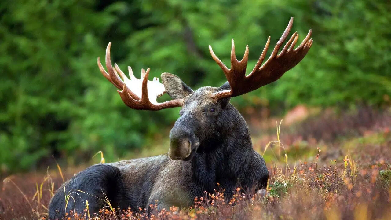 10 unique animals to spot inside American National Parks