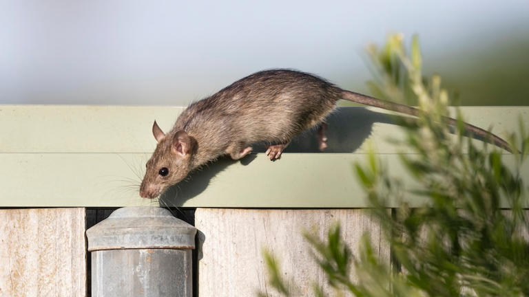 7 Tips to Keep Rats Out of Your Garden
