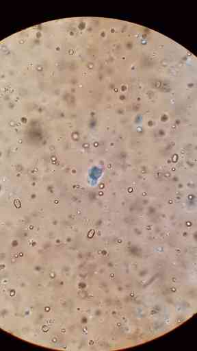 Exploring Honey Under the Microscope