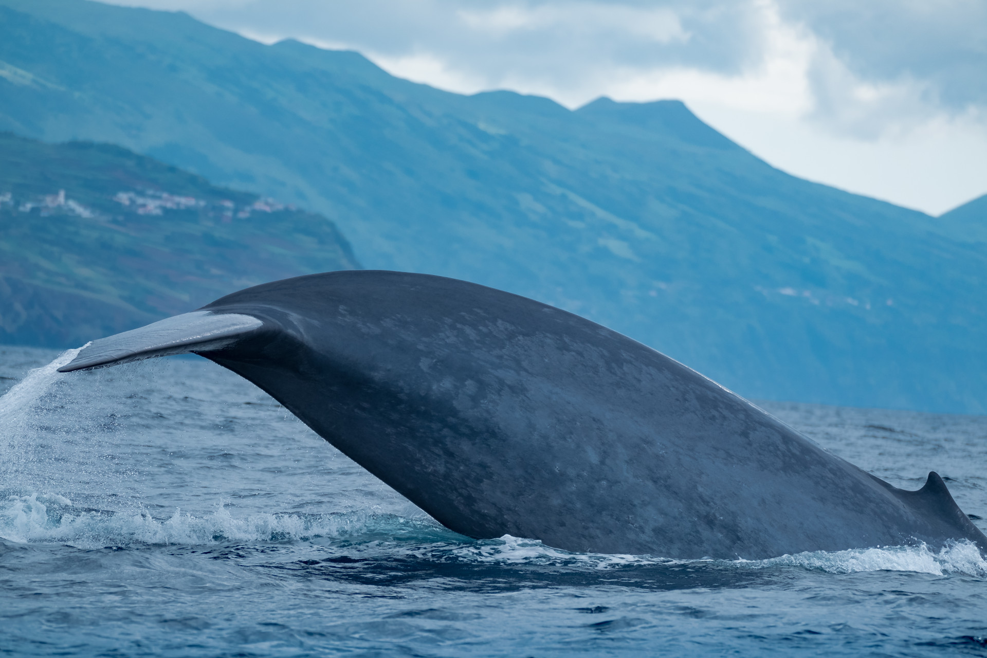 Ontdek de grootste dieren ter wereld