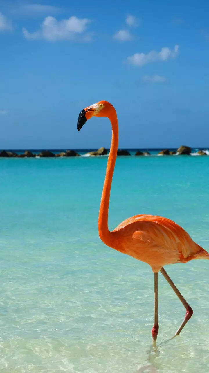 9 pink-coloured animals and where to spot them