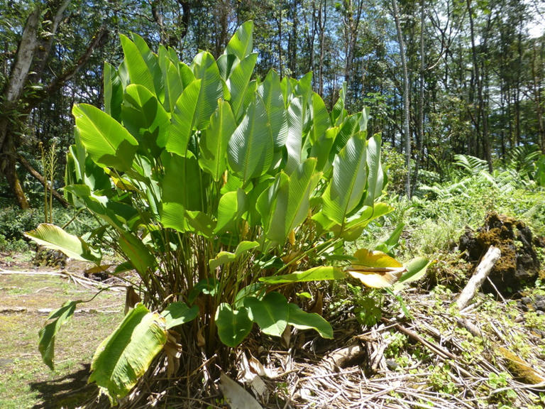 Guía práctica y completa para el cuidado de la Calathea Crotalifera