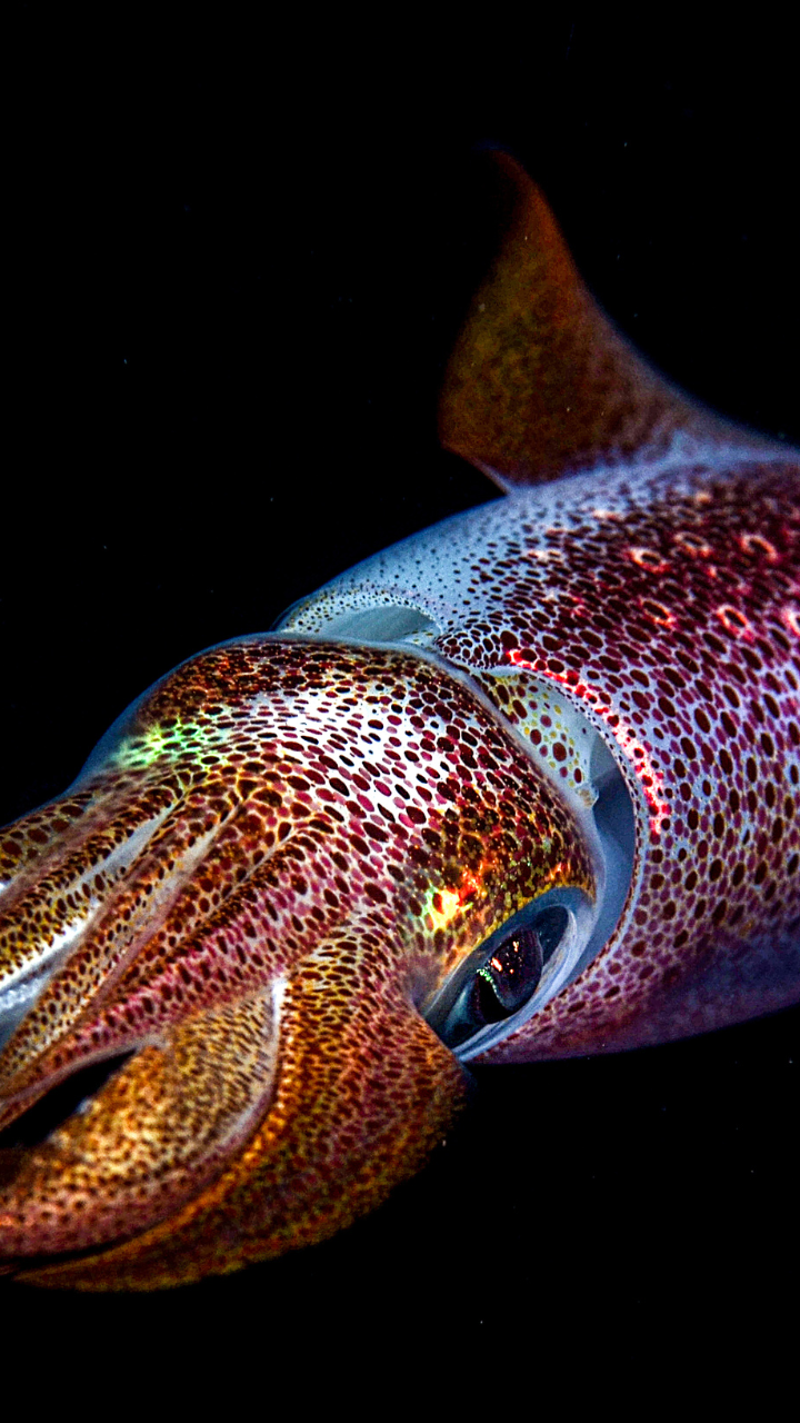 8 water animals that rarely ever come to land or above water level
