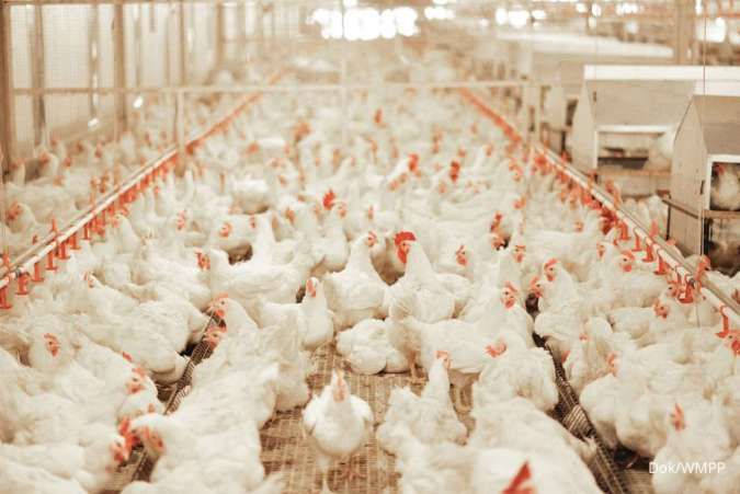 WMPP bidik pendapatan Rp 2,1 triliun lewat ekspansi poultry dan feedlot