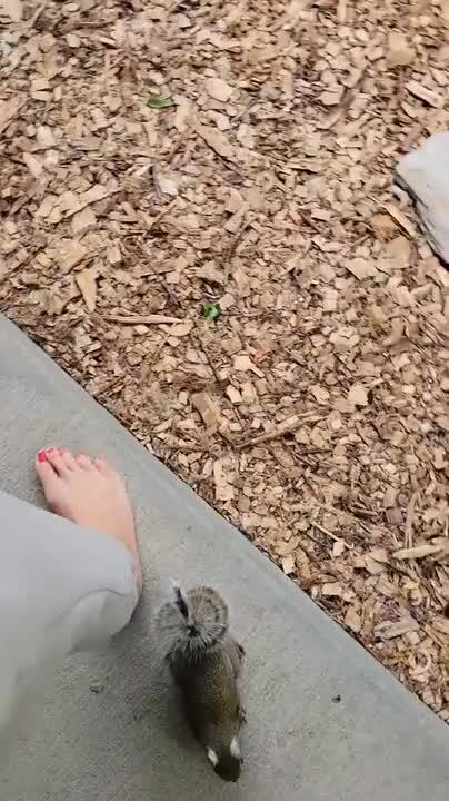 Friendly Squirrel Climbs up Person's Leg