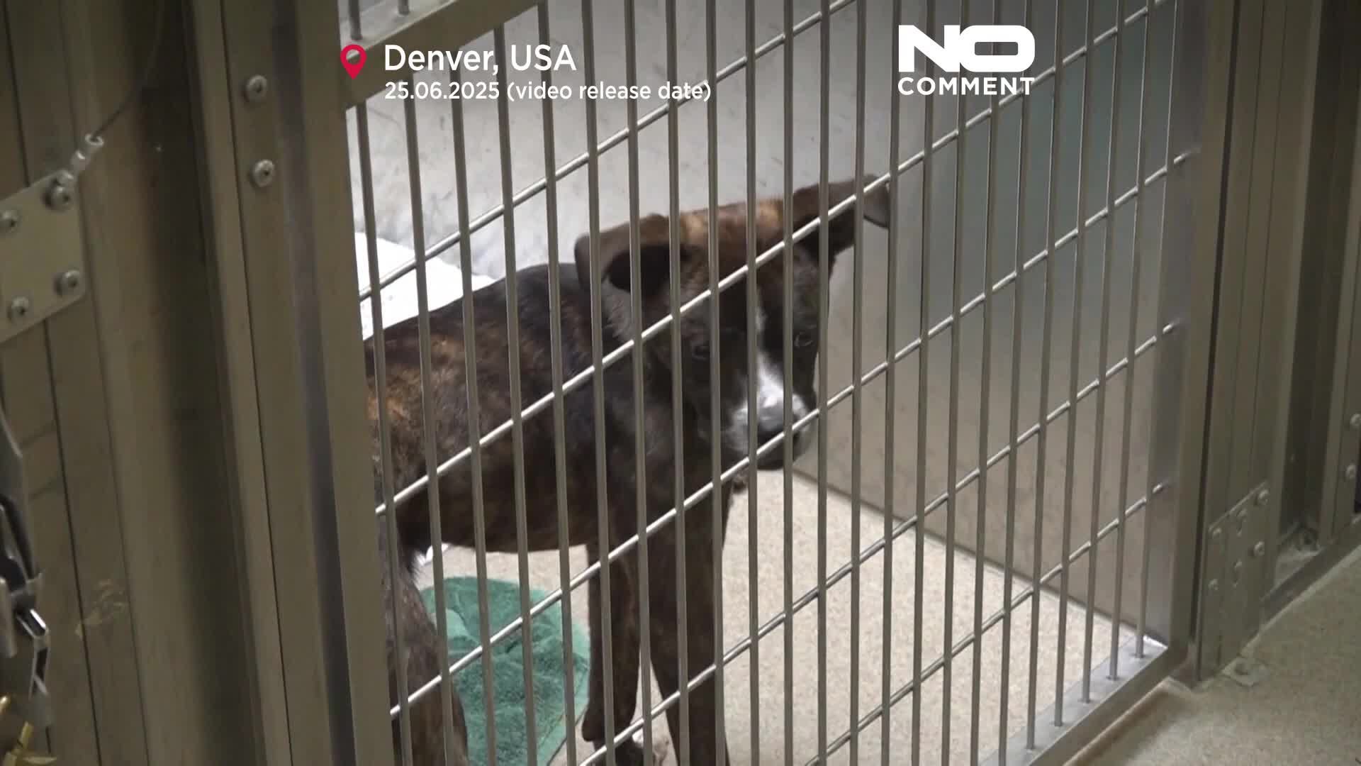 Animal shelters in the US use live music to soothe anxious pets