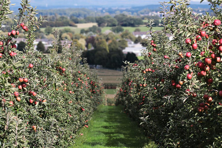 Tipos de poda de árboles frutales: momentos, técnicas y formas