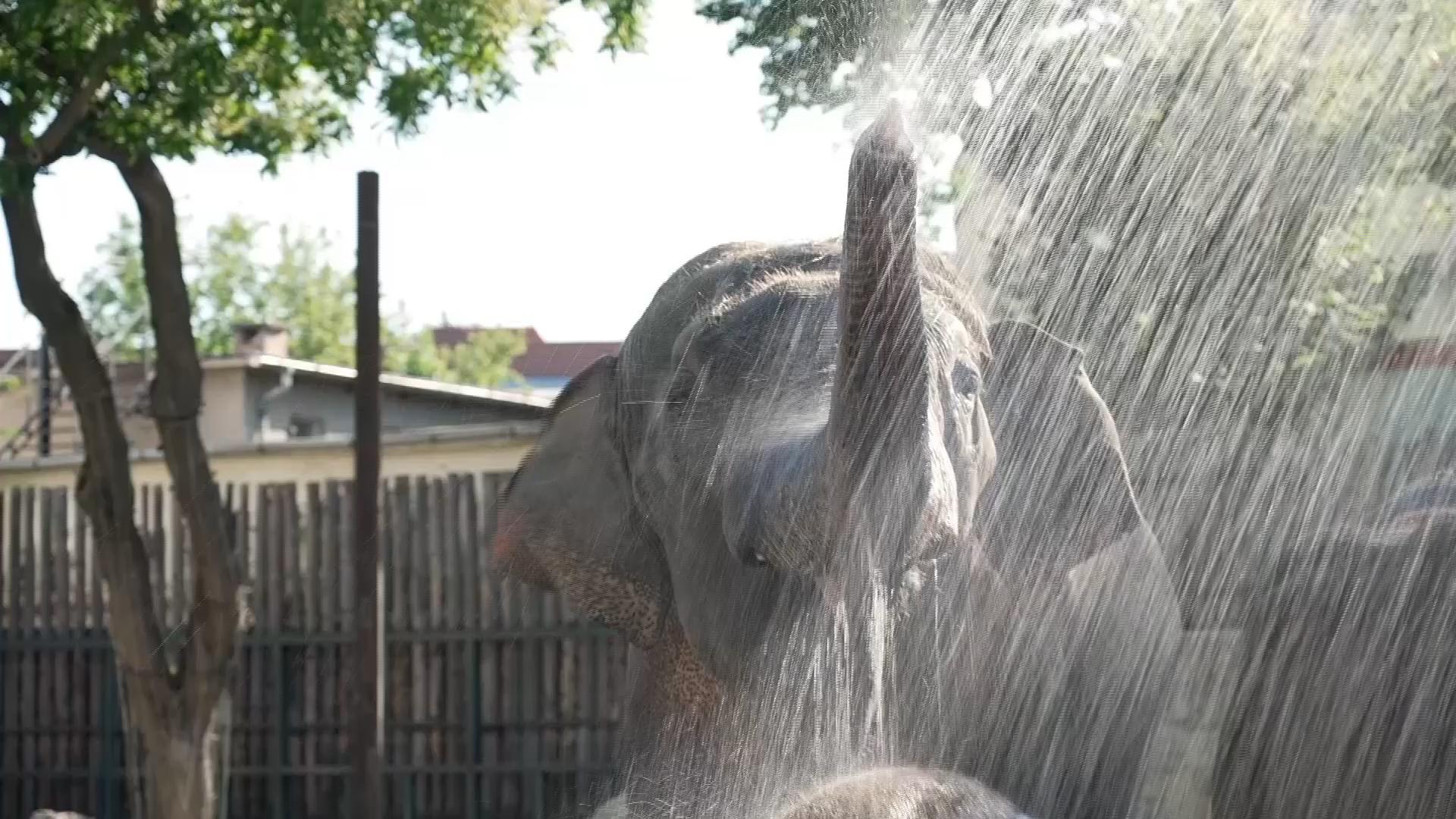 Elephants at the Budapest Zoo are cooled with cold water as heat ...