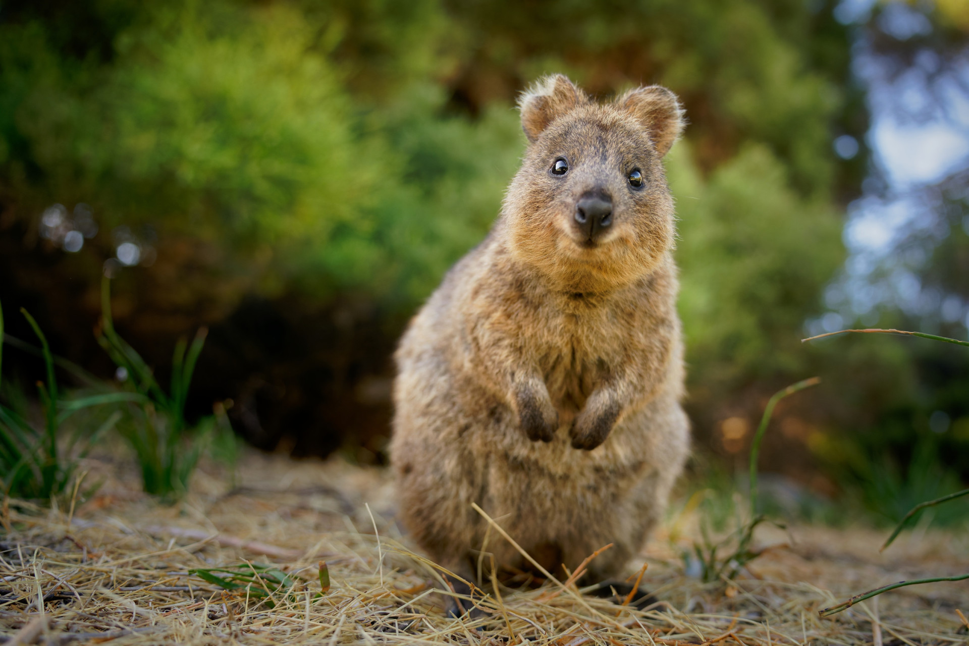 Australia's most iconic wildlife