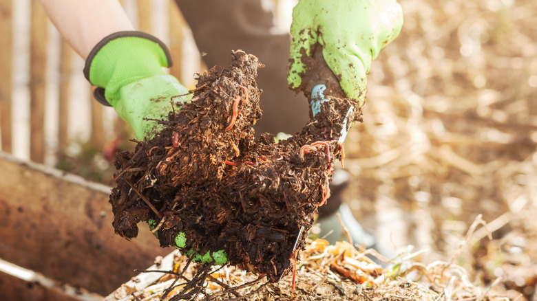 Why You Don't Want To Touch These Invasive Worms And How You Can Get ...