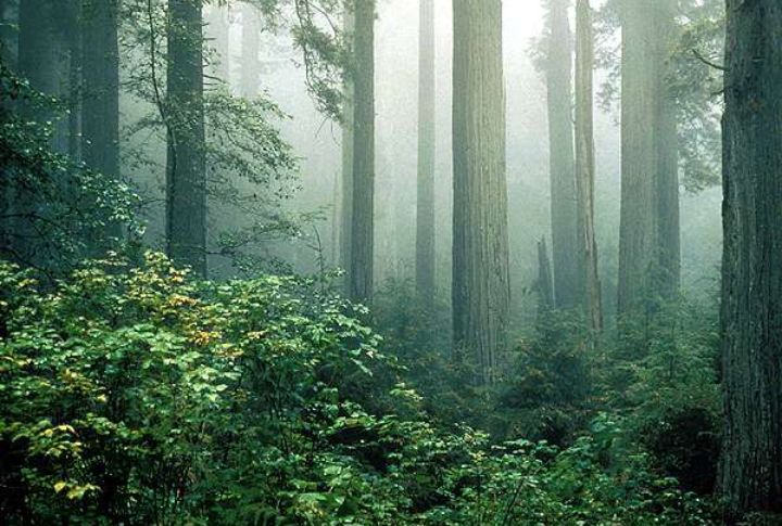 15 Things Every Traveler Should Know About California's Redwood Parks