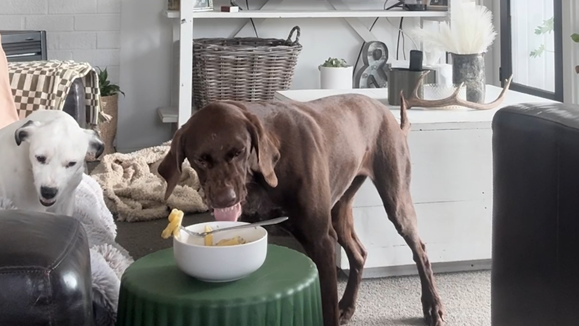 Hilarious moment foodie dogs painfully resist owner's dinner
