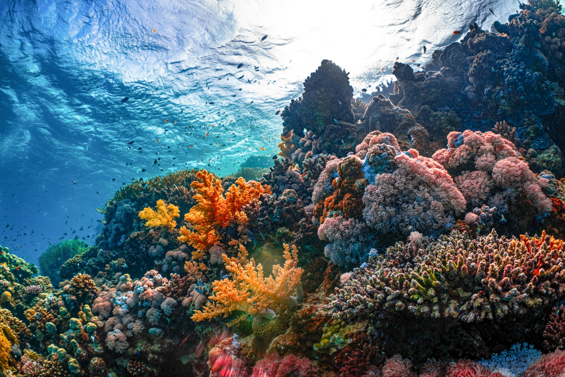 Dive into Beauty: Spectacular Coral Reefs You Must See