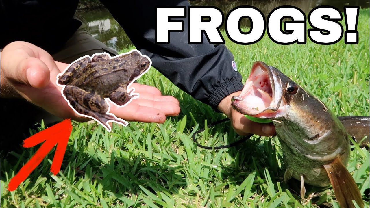 Wild battle - frog bait vs snakehead invasion