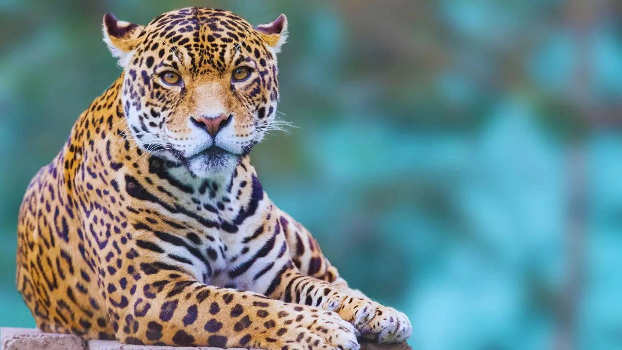 On a leopard trail: 5 places in India for a ‘guaranteed’ leopard sighting