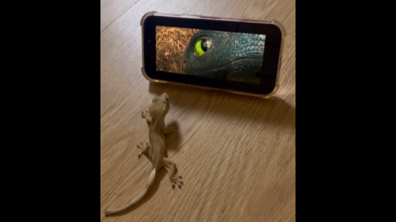 ‘Representation At Its Best!’: Pet Gecko Watches ‘How To Train Your ...