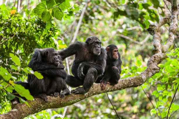 Dentes de macacos redefinem a idade dos fósseis humanos mais antigos