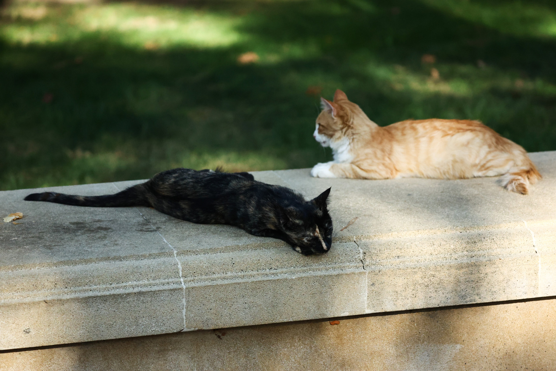 Natural spies: Animals used in espionage