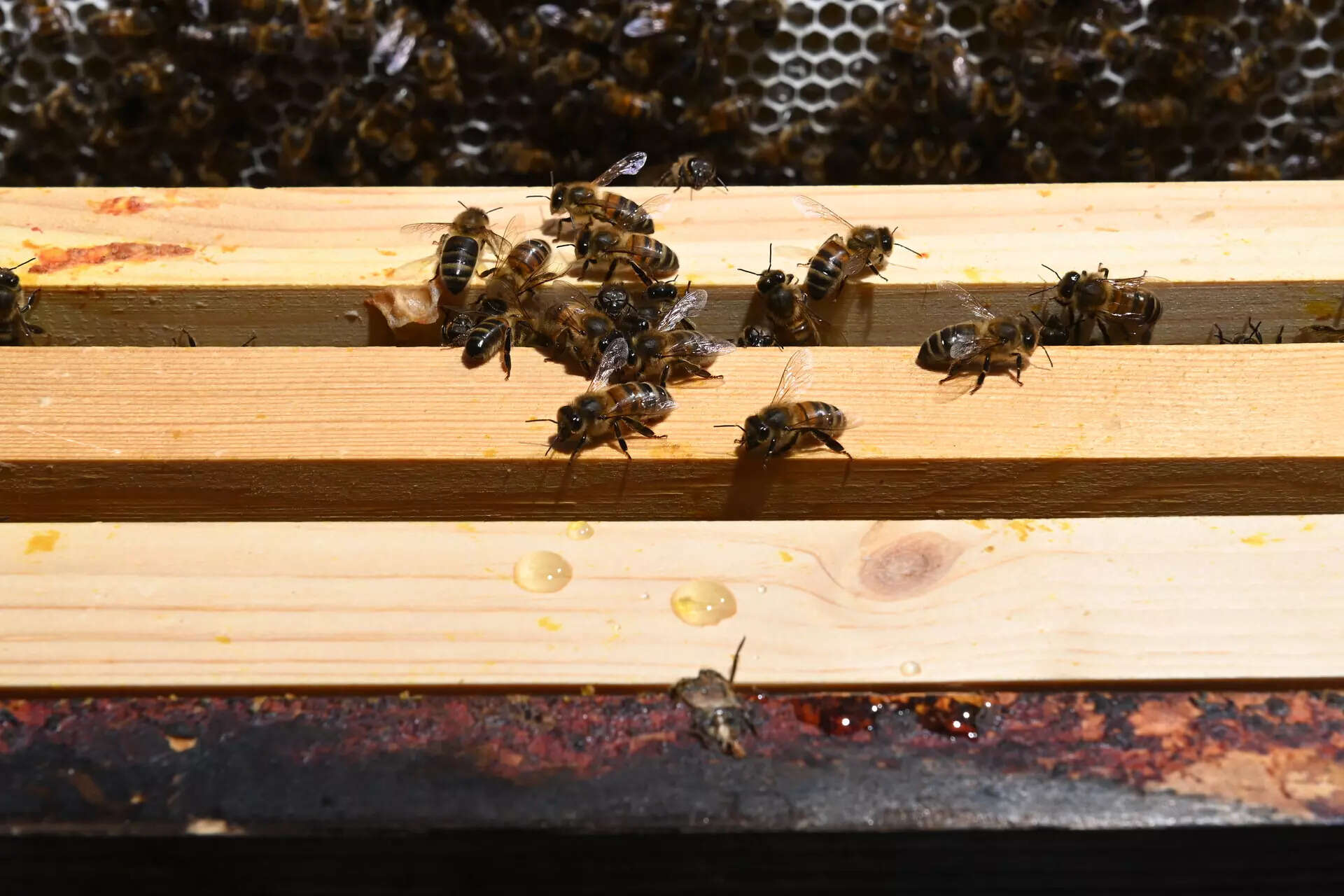 Horrifying 'killer bees' spreading across 13 US states and can sting ...