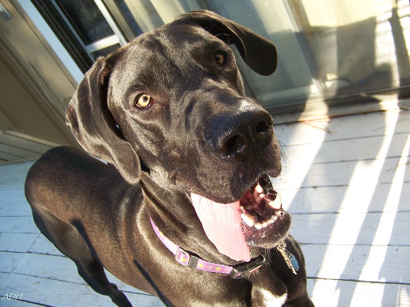 The 14 Most Expensive Dog Breeds to Insure