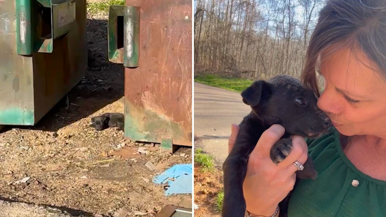 Rescuer Saves 'Scared And Starved' Puppy Abandoned And Left Next To ...