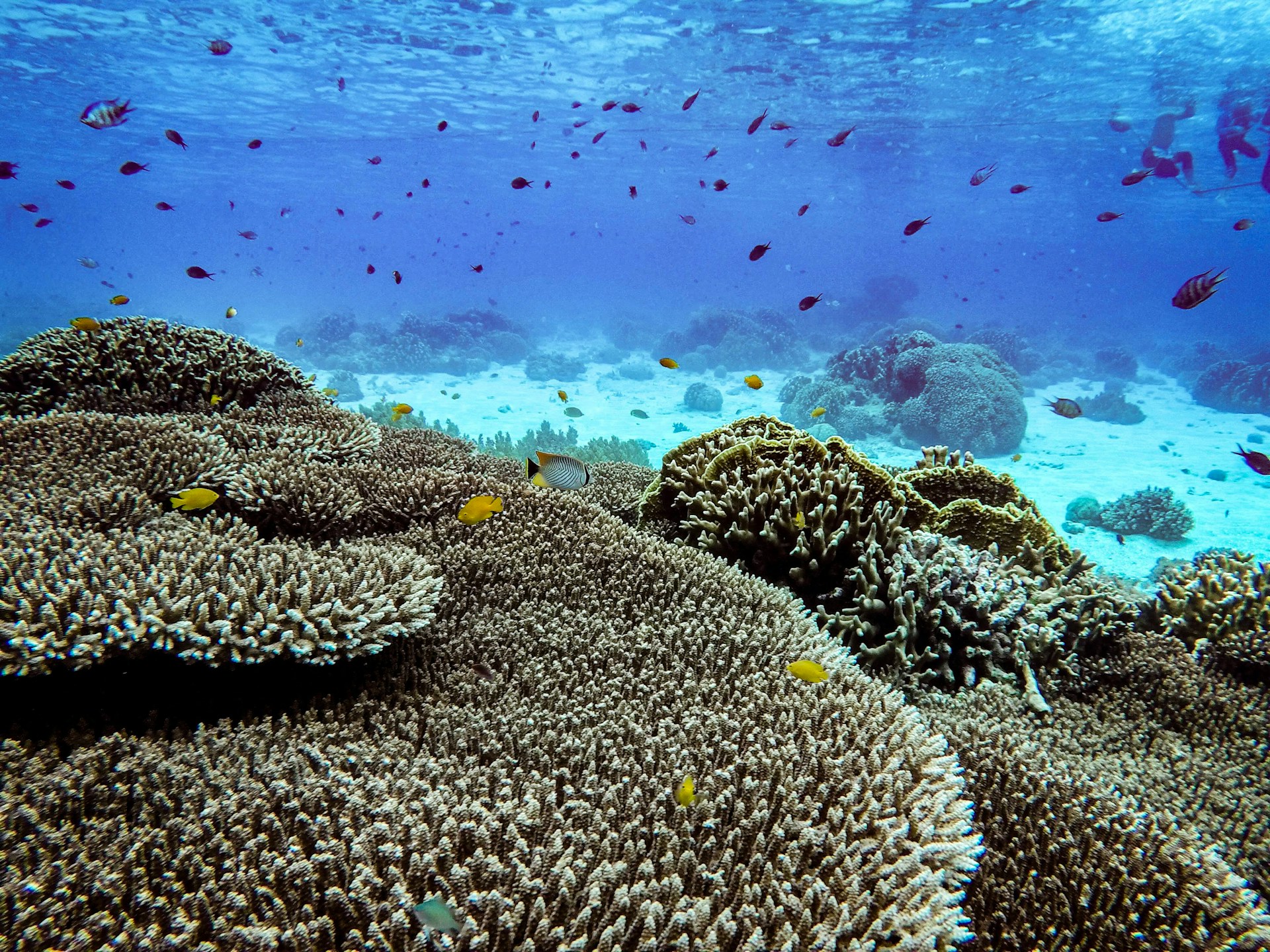 Dive into Beauty: Spectacular Coral Reefs You Must See