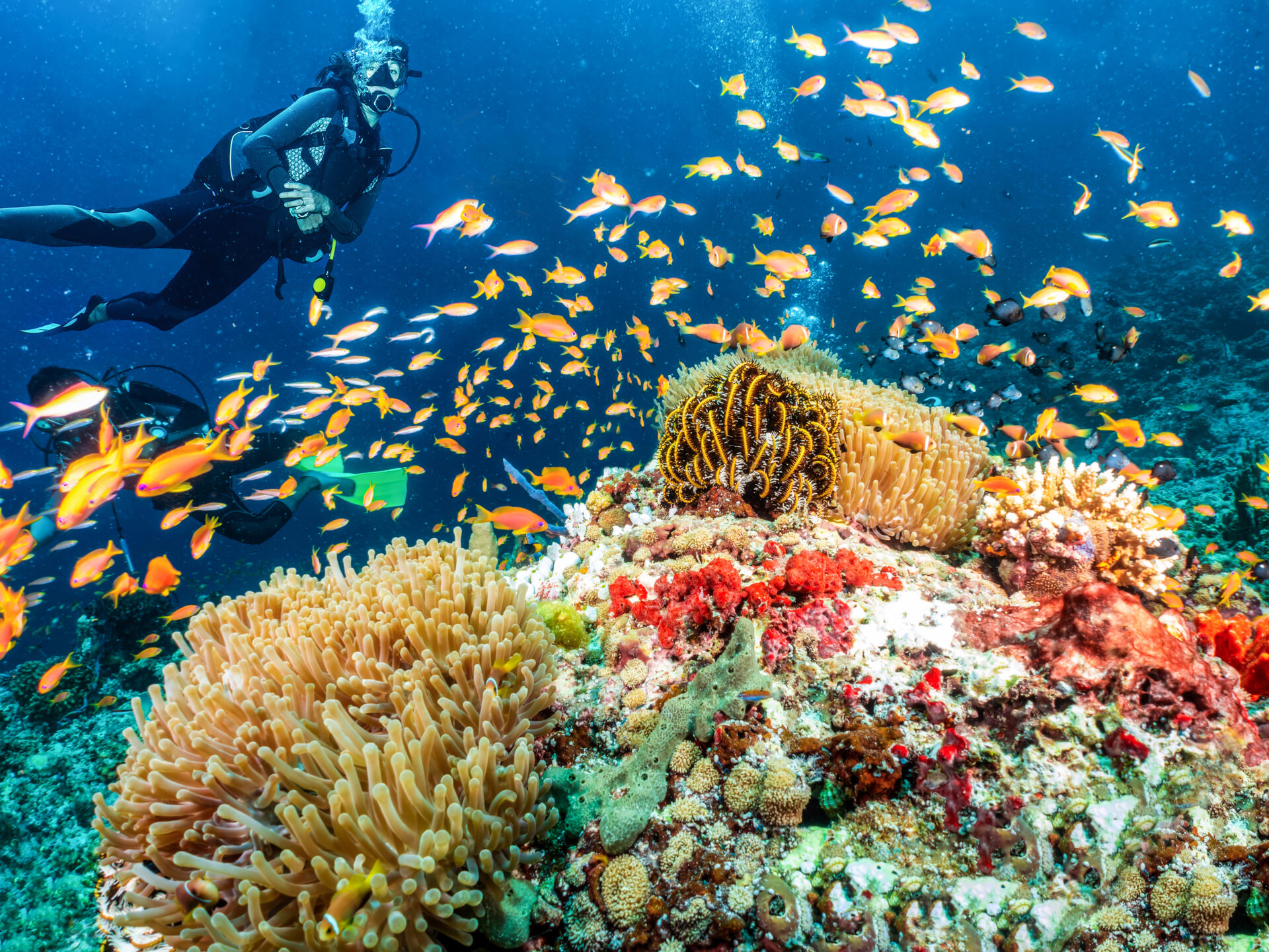 Dive into Beauty: Spectacular Coral Reefs You Must See