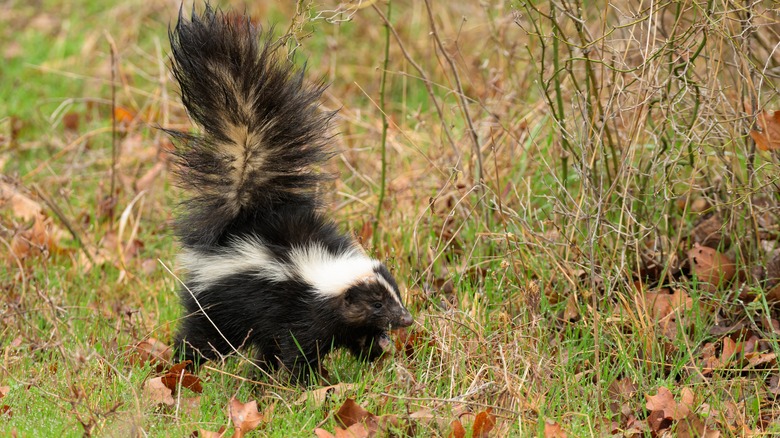 12 Clever Hacks To Repel Skunks From Your Garden