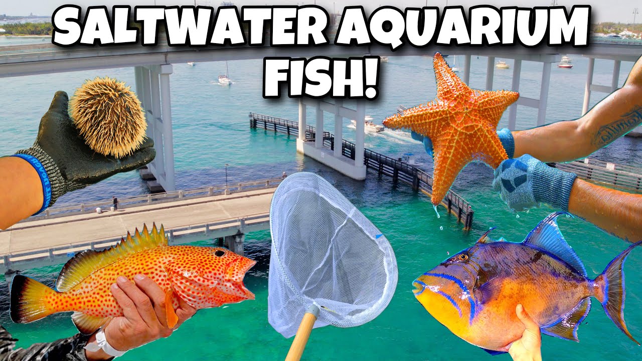 Catching TROPICAL FISH and INVERTEBRATES!!