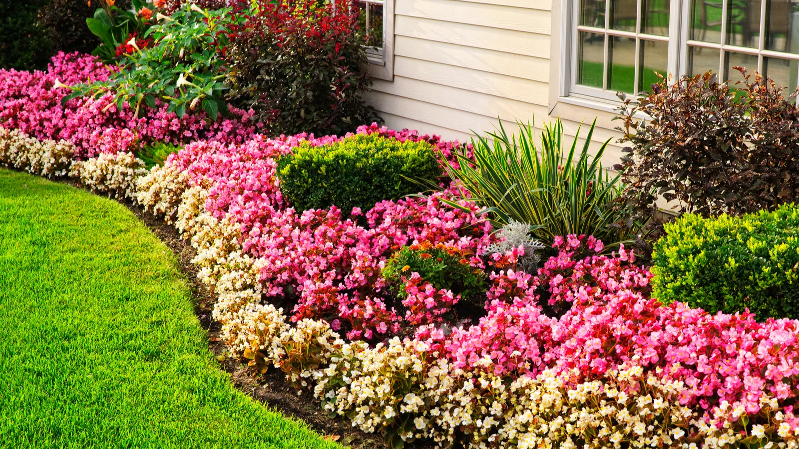16 Pink Perennials That Brighten Any Garden Space