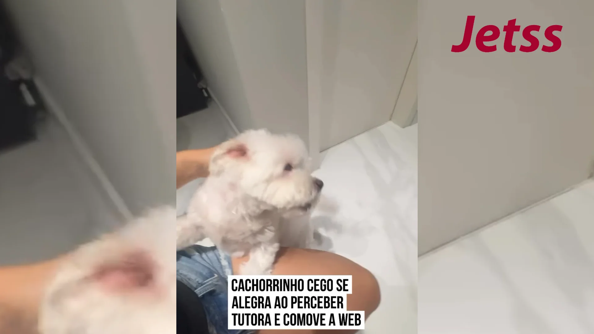 Emocionante! Cão cego reconhece tutora pelo cheiro e corre para o abraço