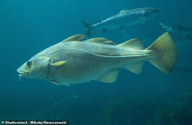 Small fish and chips? Cod have shrunk by almost 50% over the last 30 ...