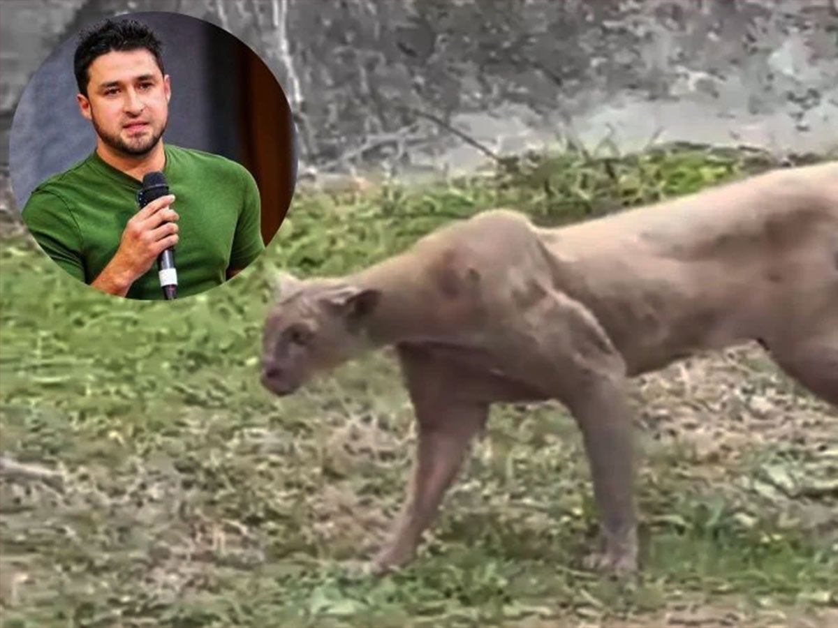 'Tiene sarna' el puma captado en VIDEO en NL devorando a un gato